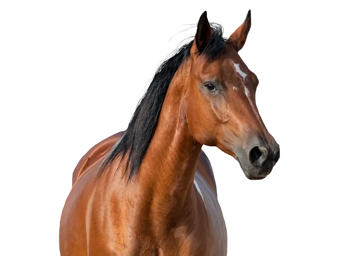 Phytovet Paardenzorg | Natuurlijke Supplementen & Kruiden voor Paarden